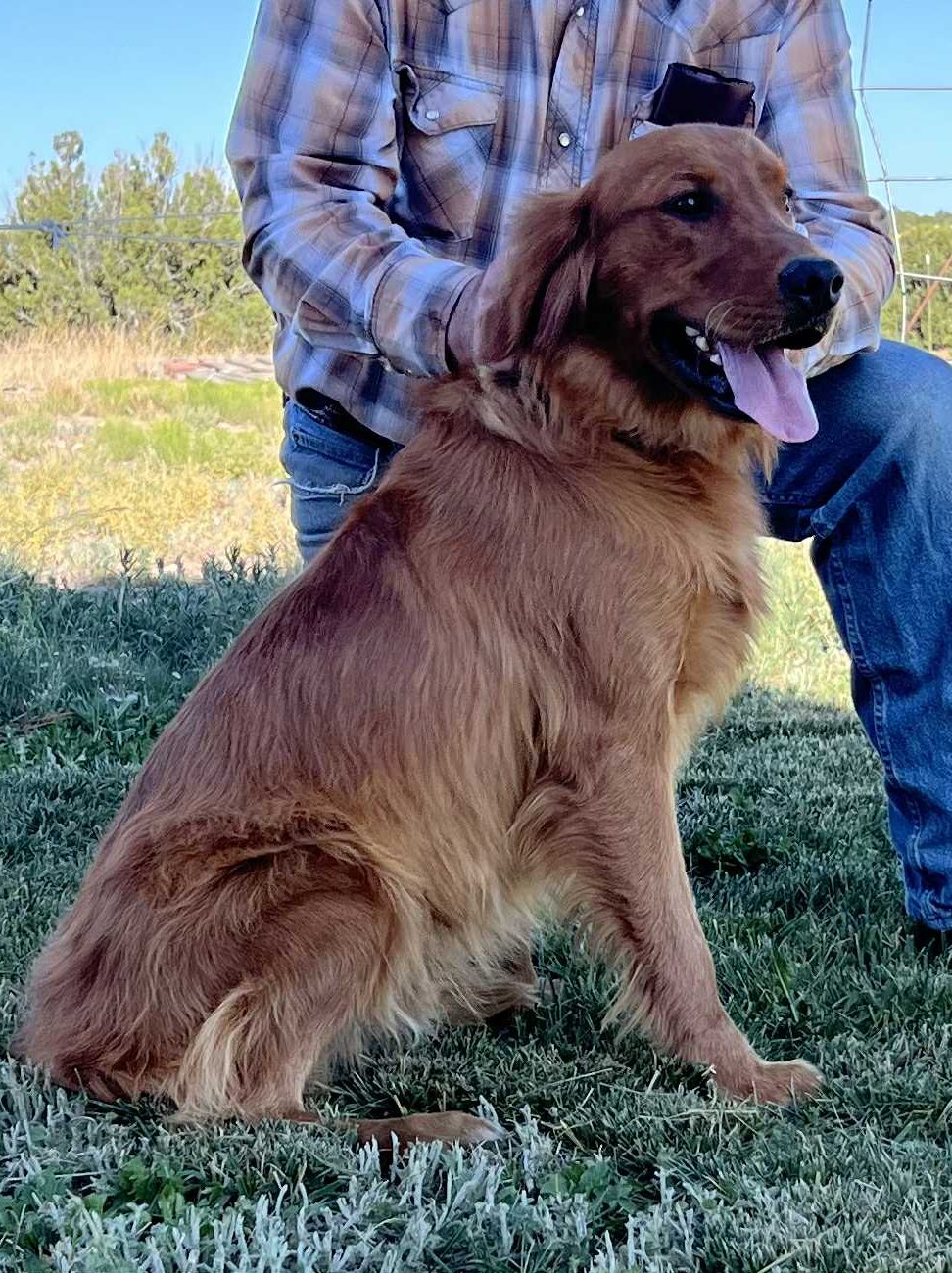 Puppies For Sale - AKC Registered Golden Retriever Puppies